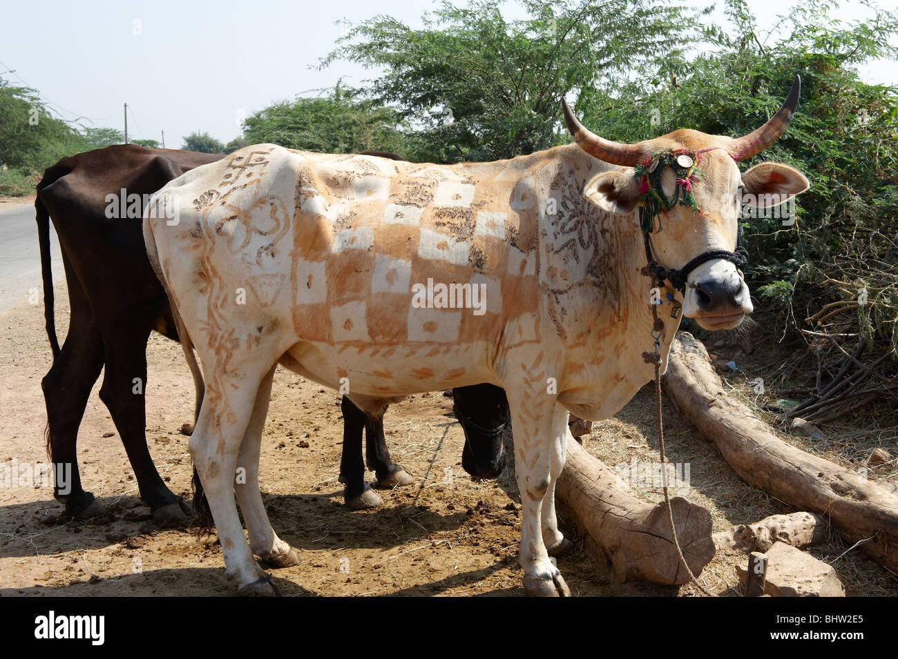 diwali decorated cow rajasthan india Stock Photo - Alamy