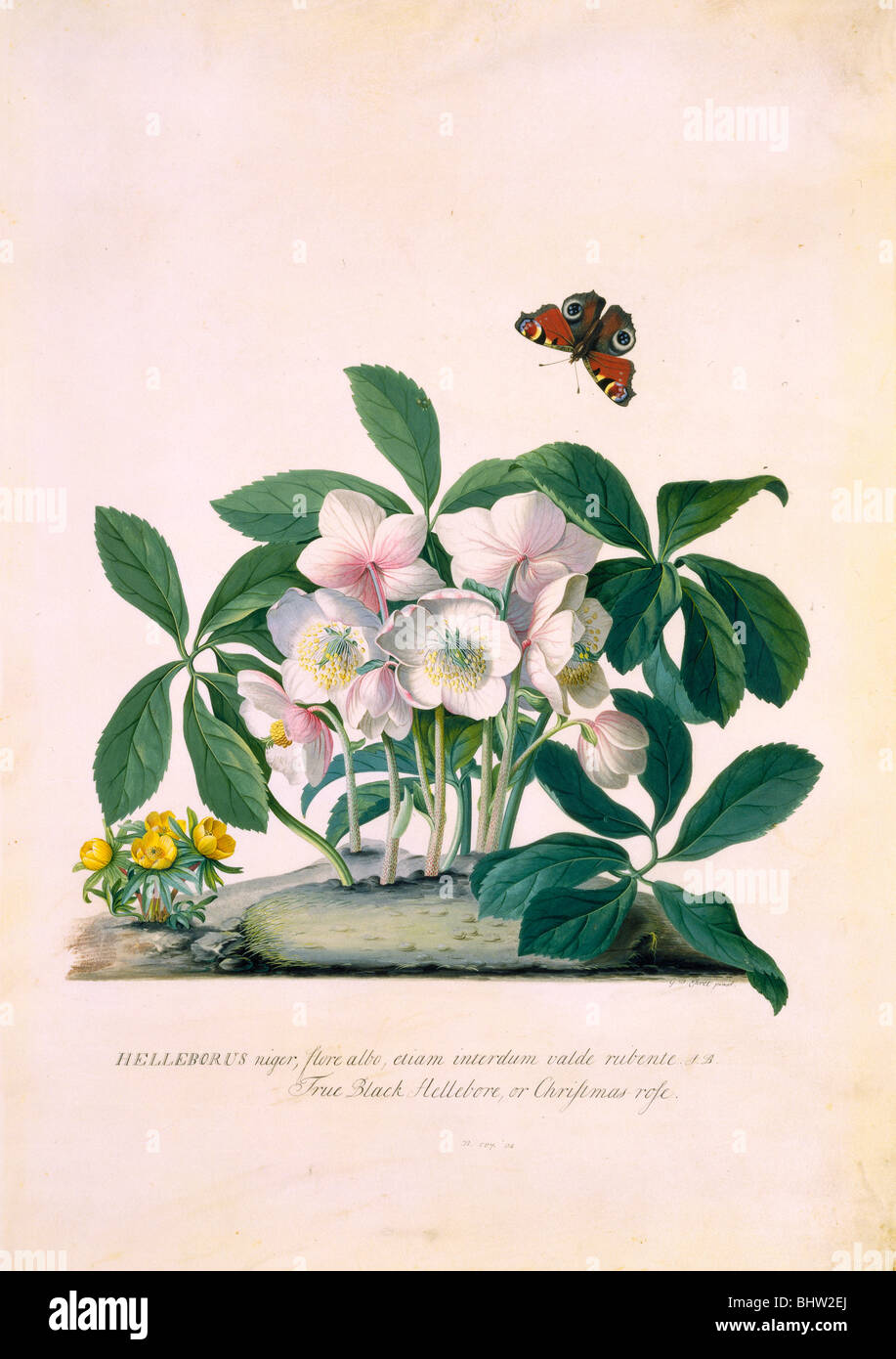 Ehret rose hi-res stock photography and images - Alamy