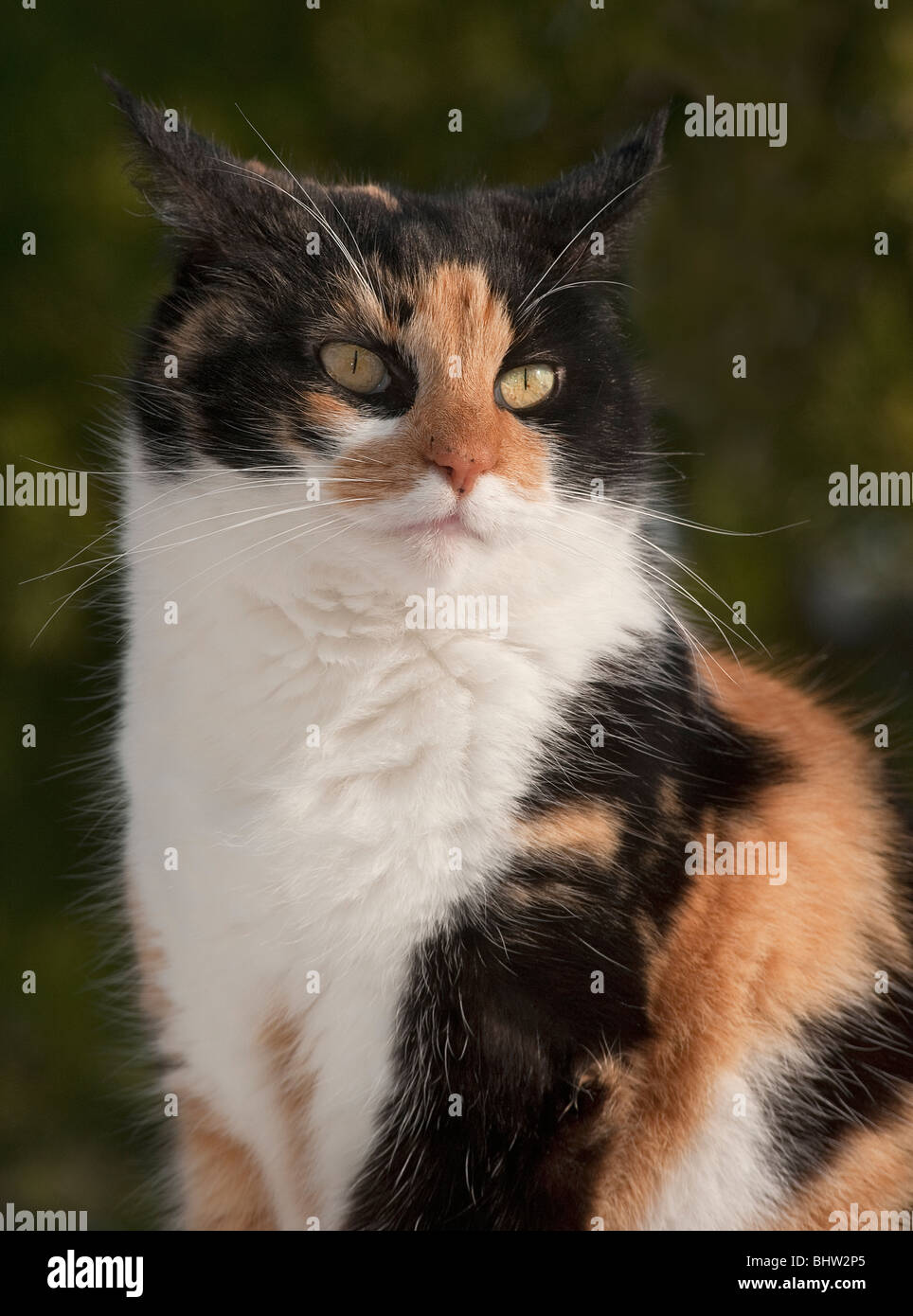 Calico (Tortie) Cat Stock Photo - Alamy