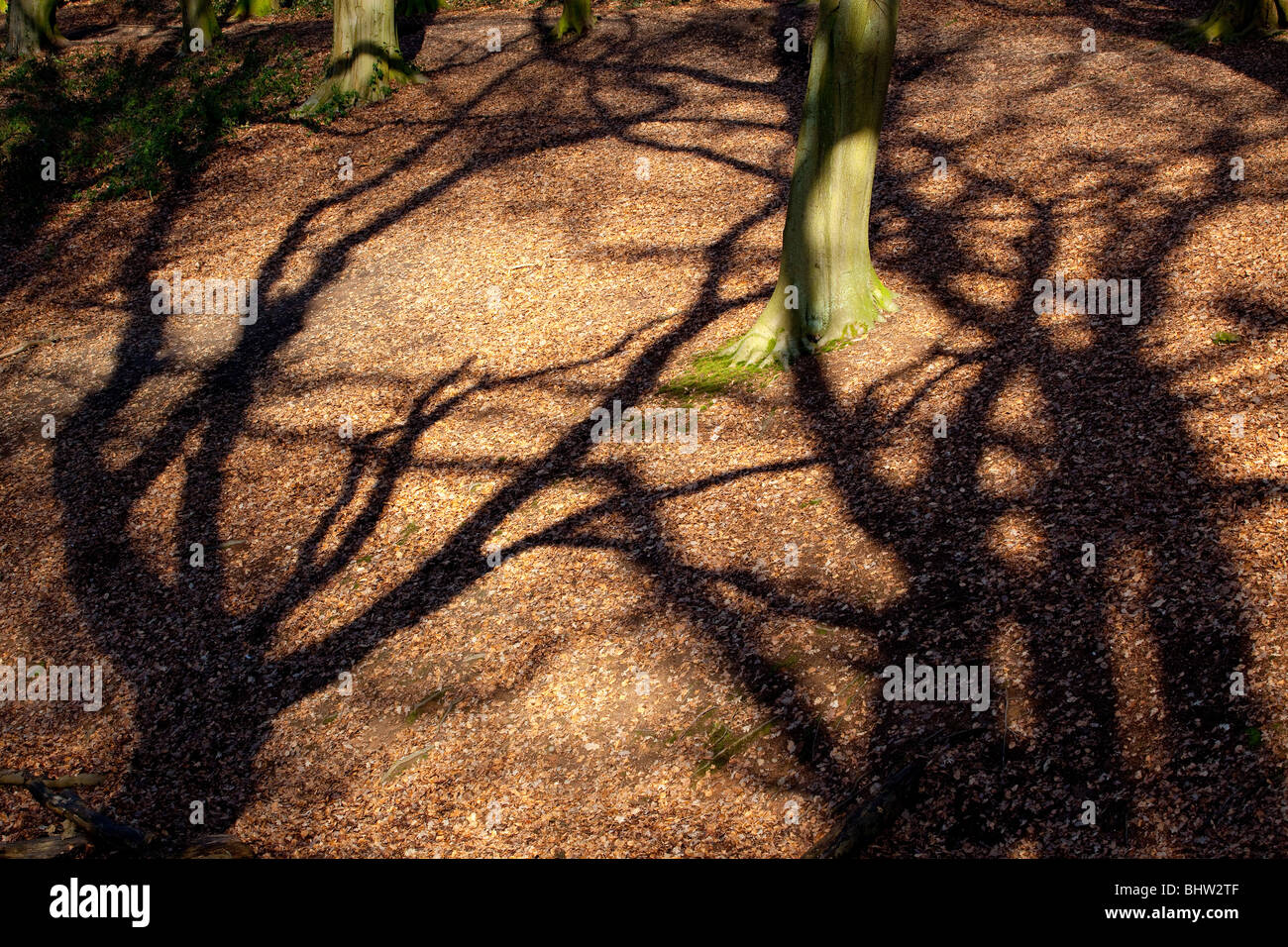 Shadows of Oak trees cast on the floor of ancient woodland in ...