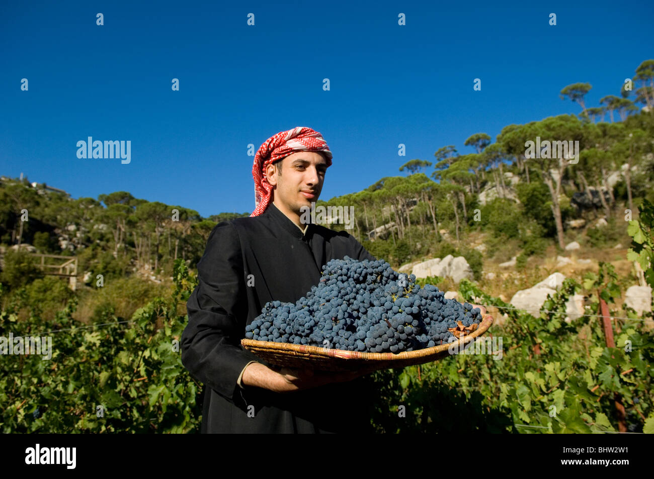 Middle Eastern farmer working in vineyard holding a wicker tray of ...