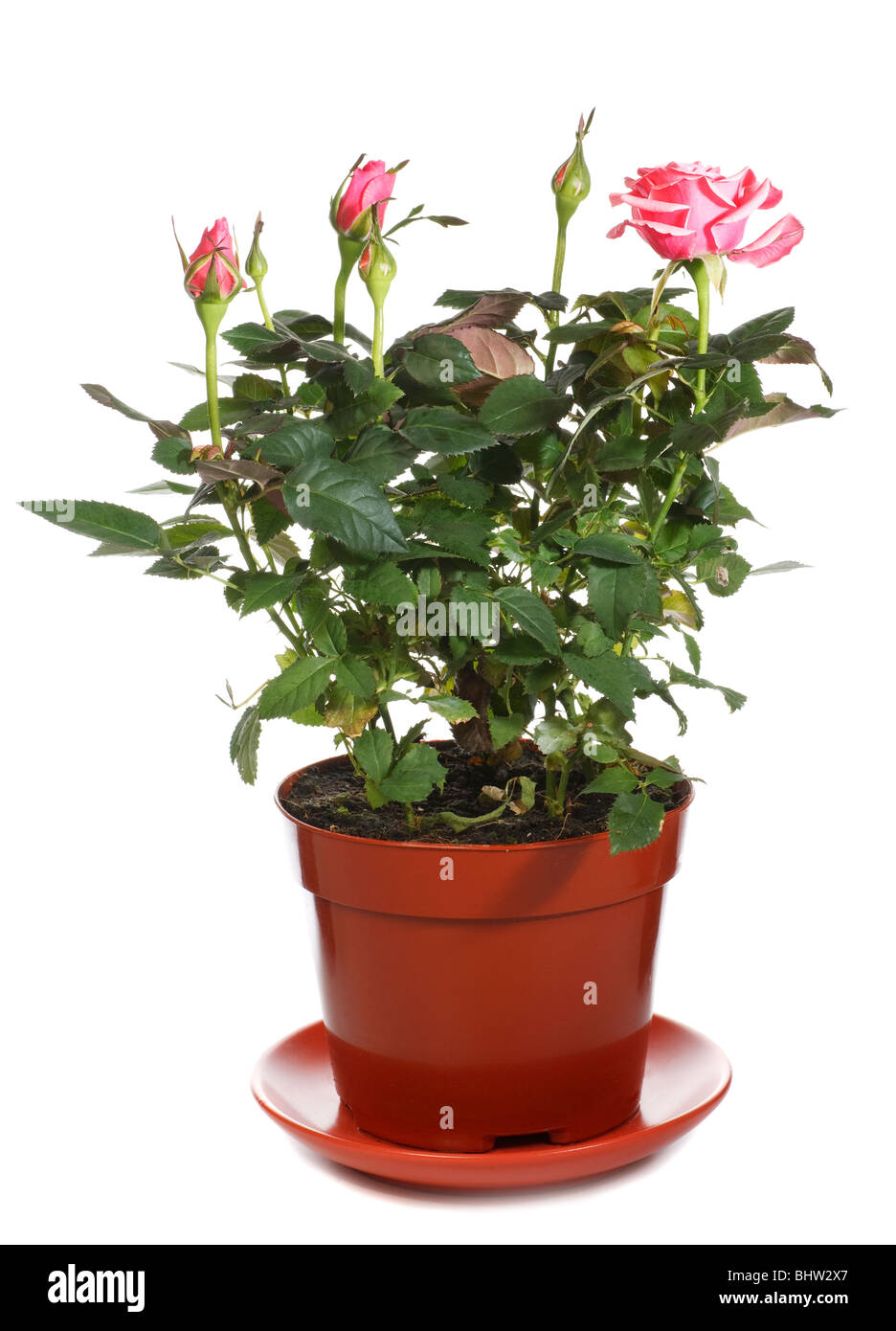 A pot of beautiful rose flowers isolated on white background Stock ...