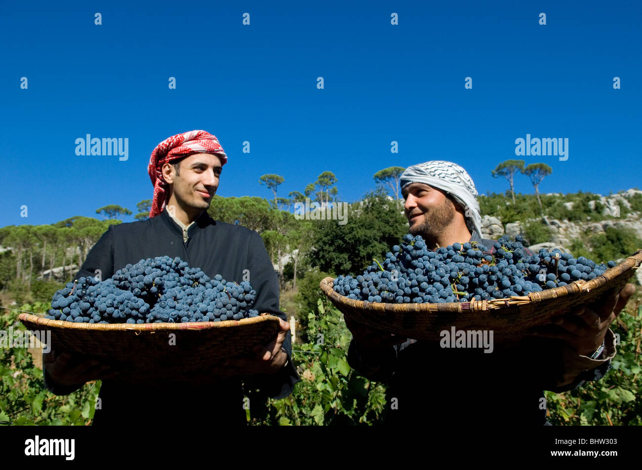 Arab farmers holding a wicker tray of grapes in vineyard Lebanon Middle ...