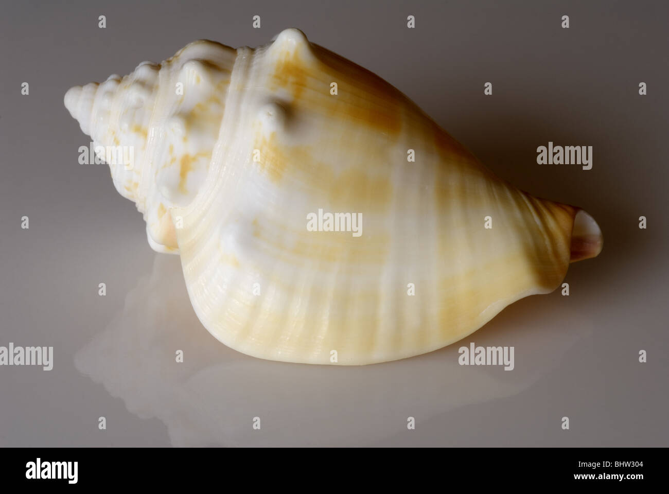 Studio shell hi-res stock photography and images - Alamy