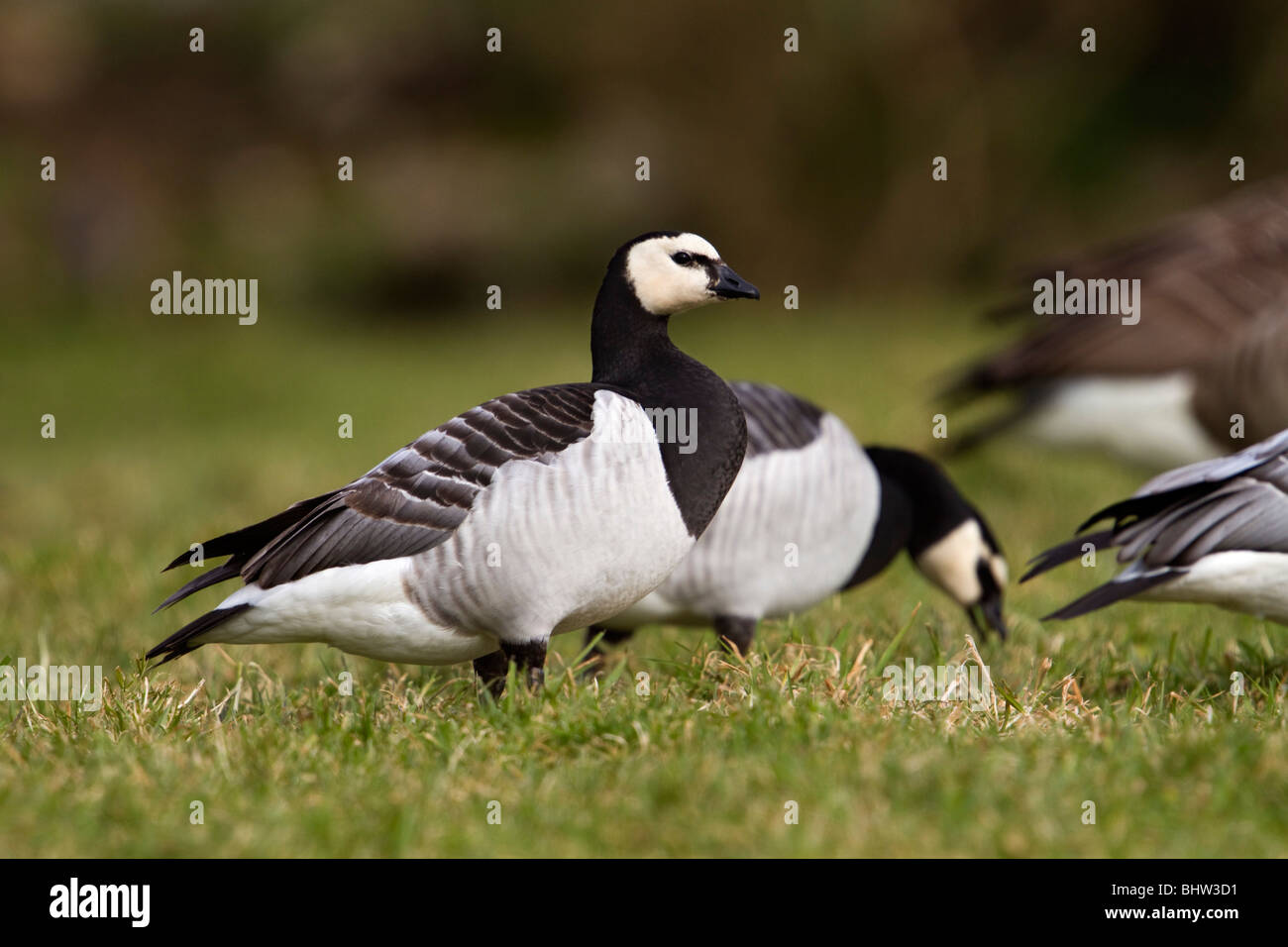 Barnacle Geese; Branta leucopsis; flock in a field; Lancashire Stock ...