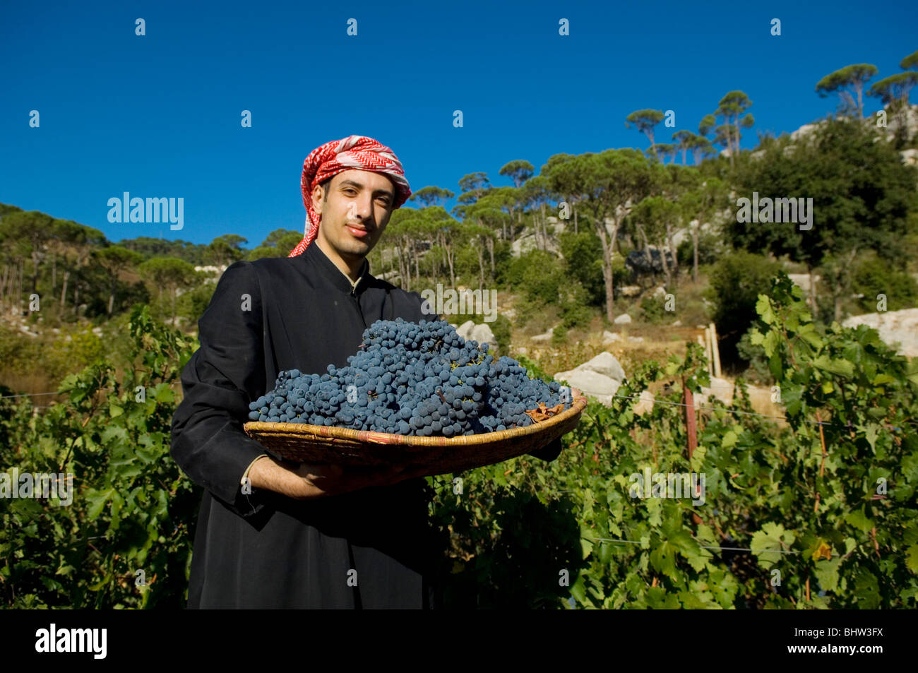 Middle Eastern farmer working in vineyard holding a wicker tray of ...