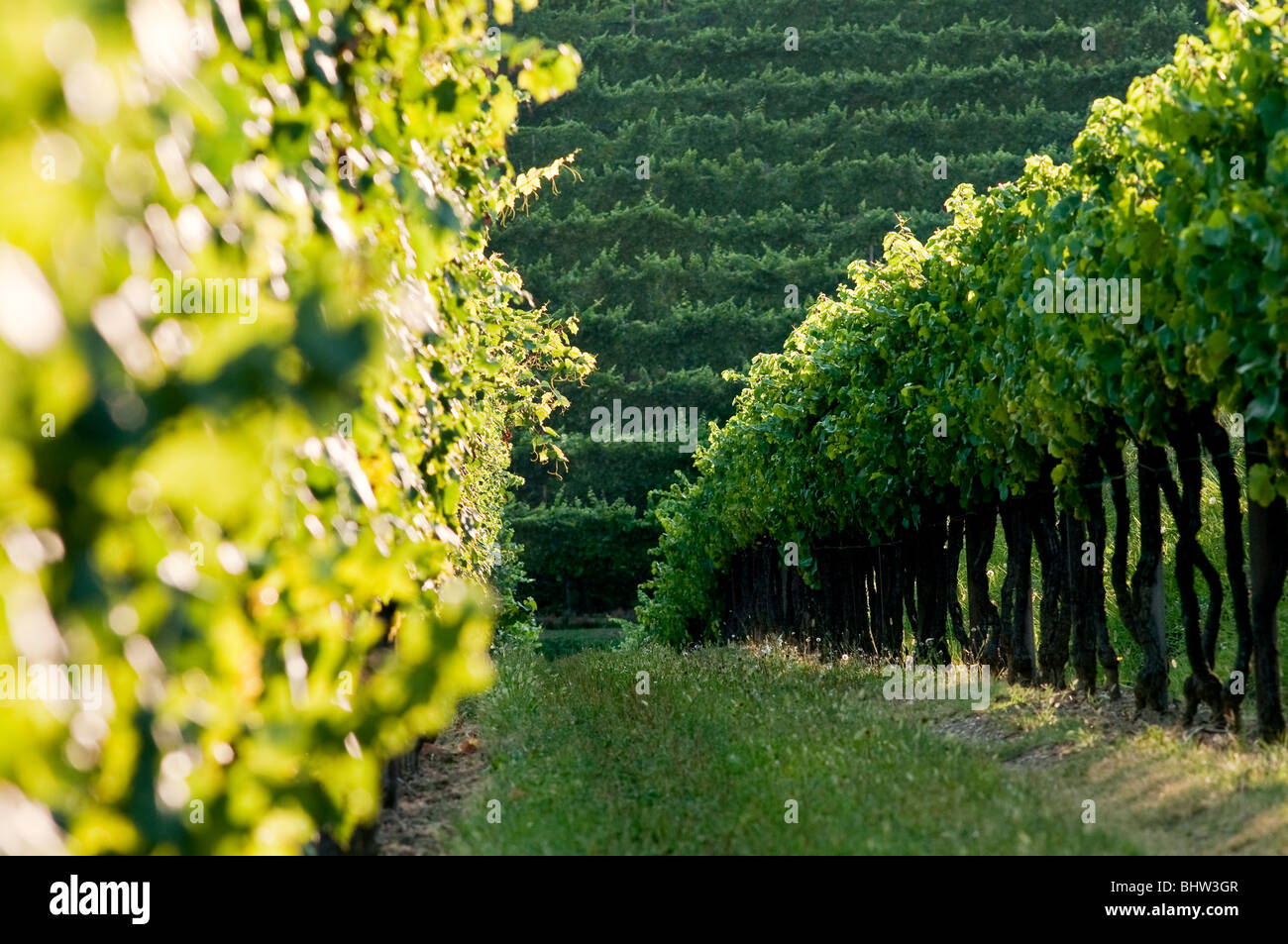 Horizontal photo vineyard rows hi-res stock photography and images - Alamy