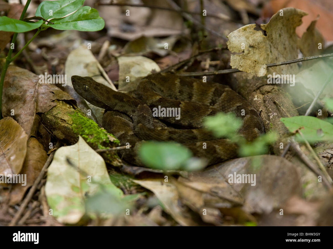 FER-DE-LANCE or COMMON LANCEHEAD (Bothrops atrox) nr. Nappi, Kanuku ...