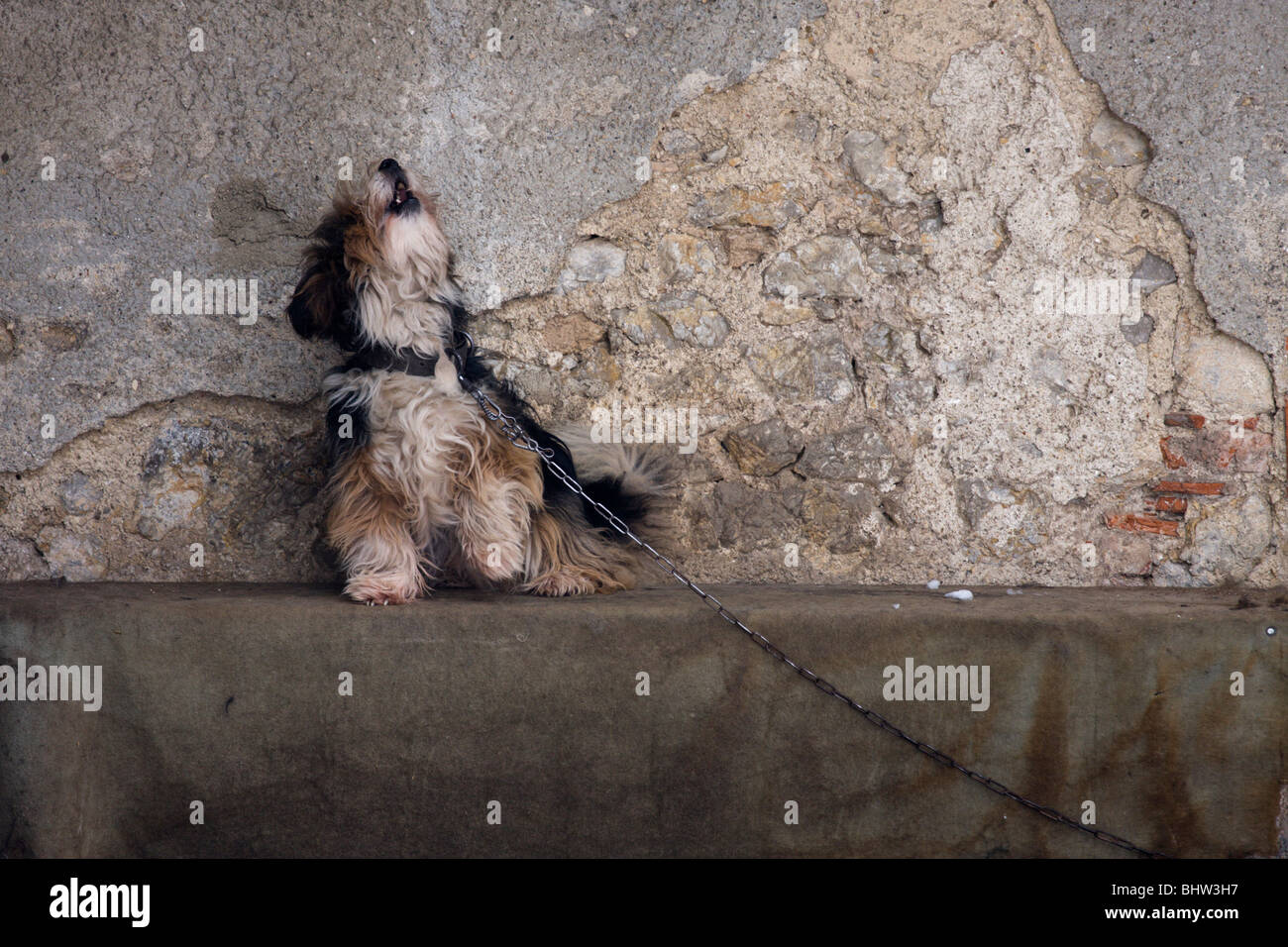 Small dog on a chain Stock Photo - Alamy