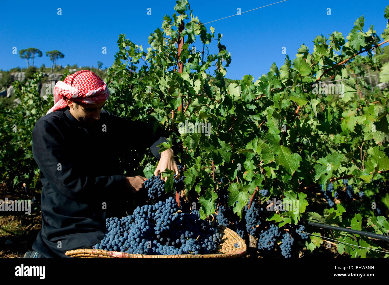 Arabic man farmer hi-res stock photography and images - Alamy