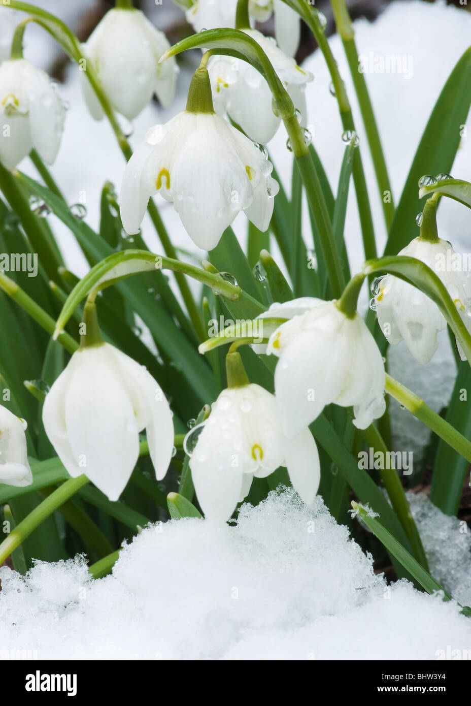 Snowdrops in snow Stock Photo - Alamy
