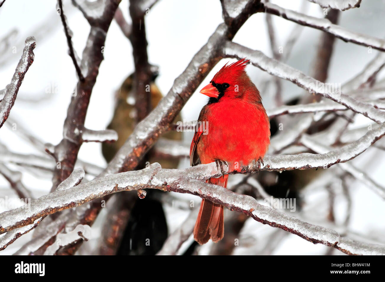 A male Northern Cardinal, Cardinalis cardinalis, perches in an ice ...