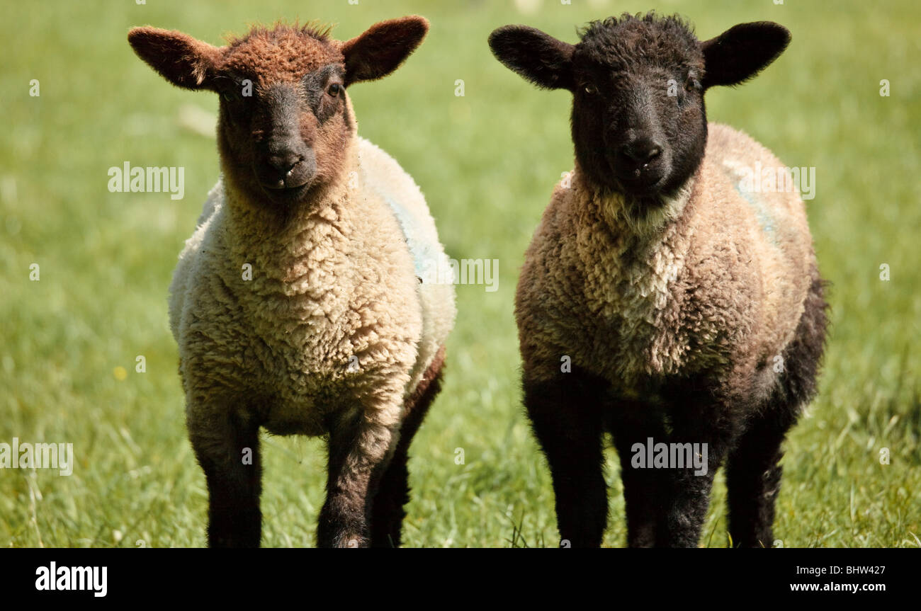 Side by side facing camera hi-res stock photography and images - Alamy