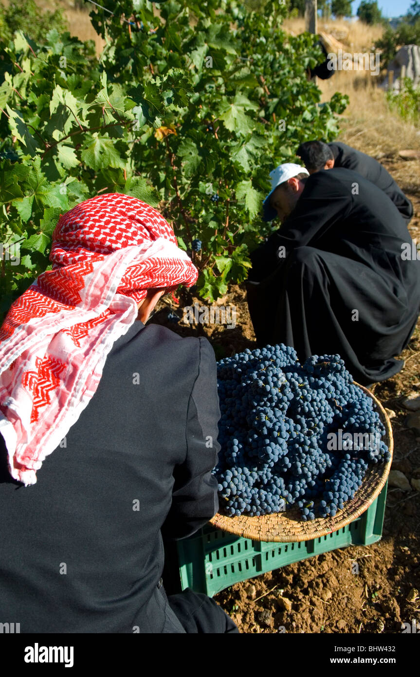 Arabic farmers working in a vineyard winery Lebanon Middle East Asia ...