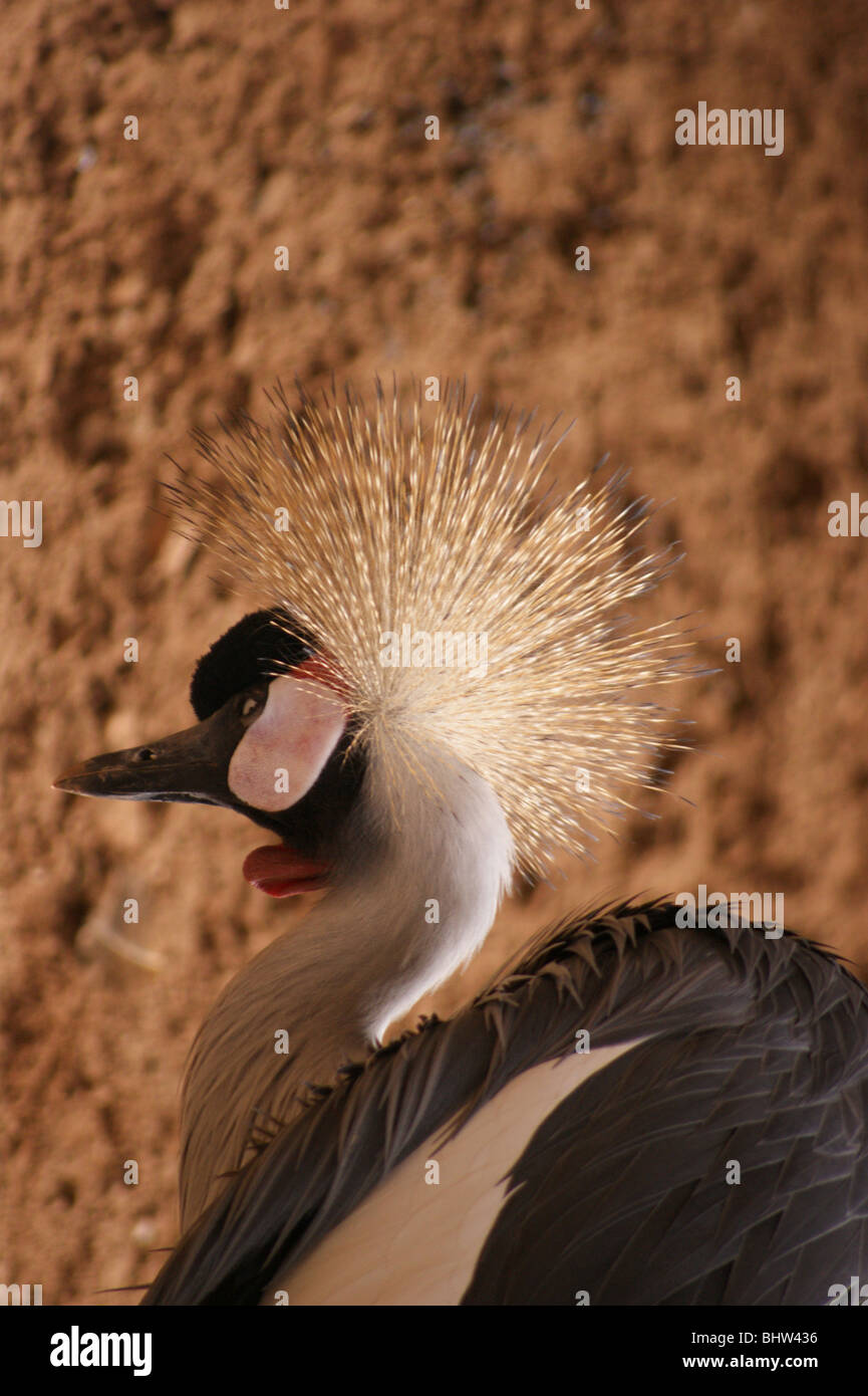 GREY CROWNED CRANE EXOTIC RARE BIRD Stock Photo - Alamy
