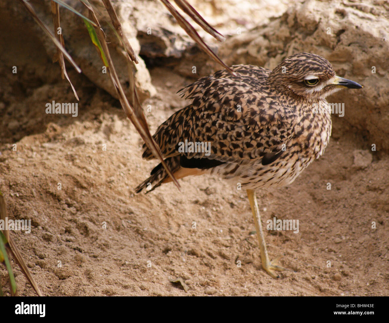 EXOTIC RARE BABY BIRD MASKED LAPWING Stock Photo - Alamy