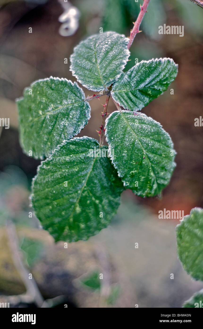Bramble Leaf High Resolution Stock Photography and Images - Alamy