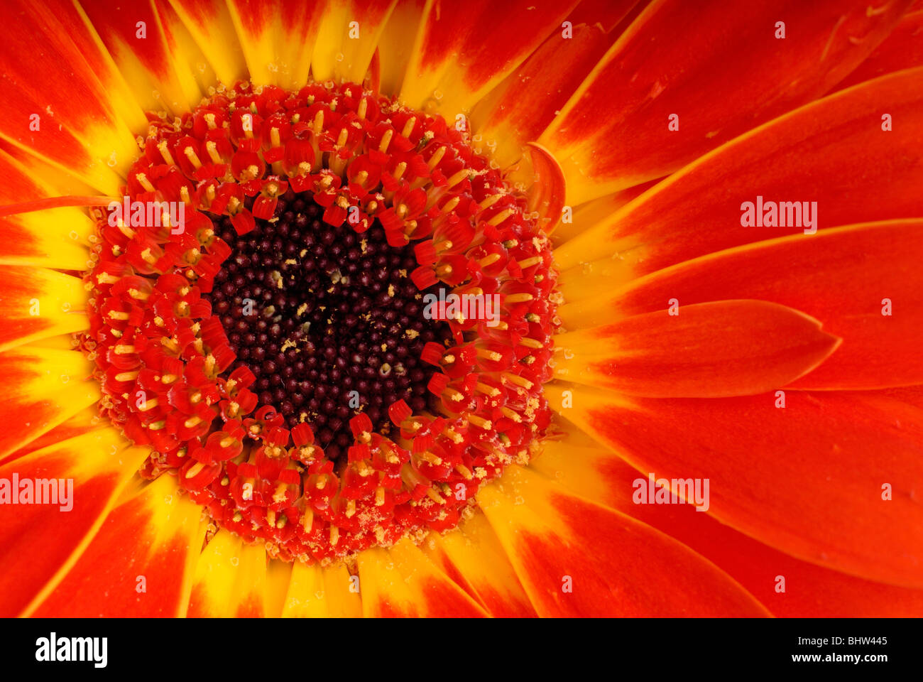 Daisy seeds hi-res stock photography and images - Alamy
