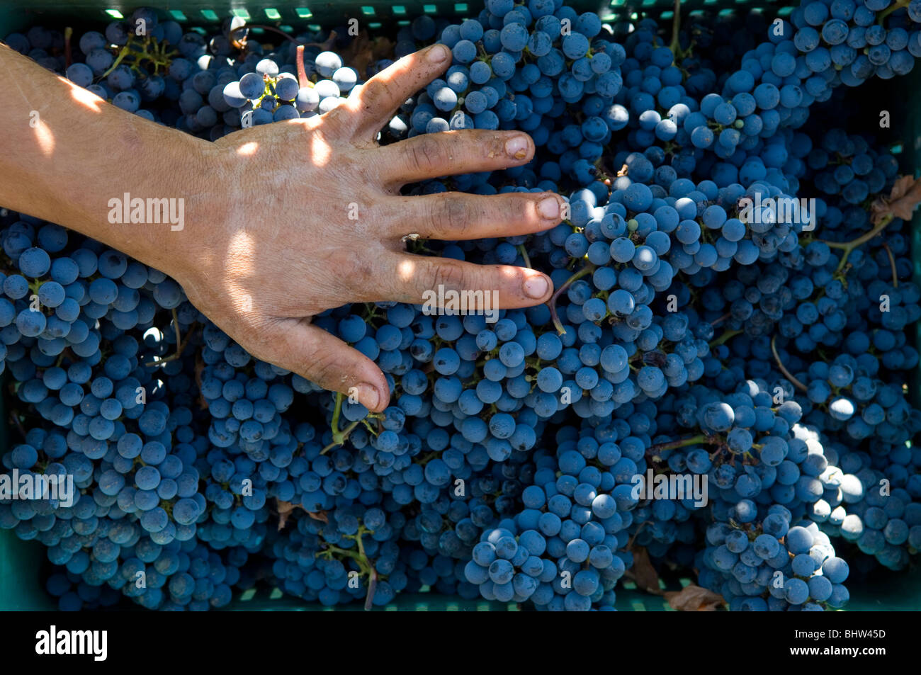 Hand Reaping High Resolution Stock Photography and Images - Alamy