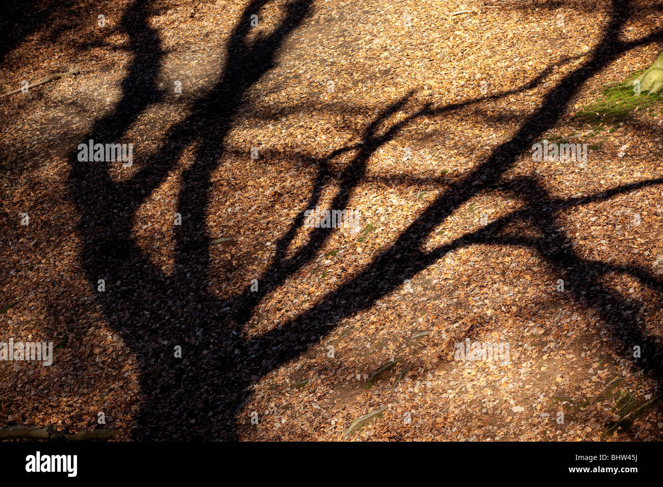 Shadows of Oak trees cast on the floor of ancient woodland in ...