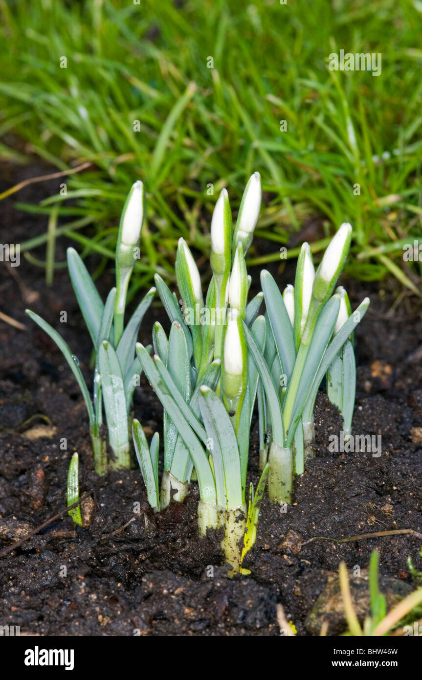 the first signs of spring. Snowdrop shoots appearing Stock Photo - Alamy