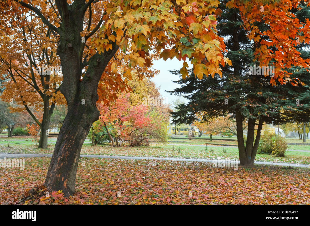 Big maple tree hi-res stock photography and images - Alamy