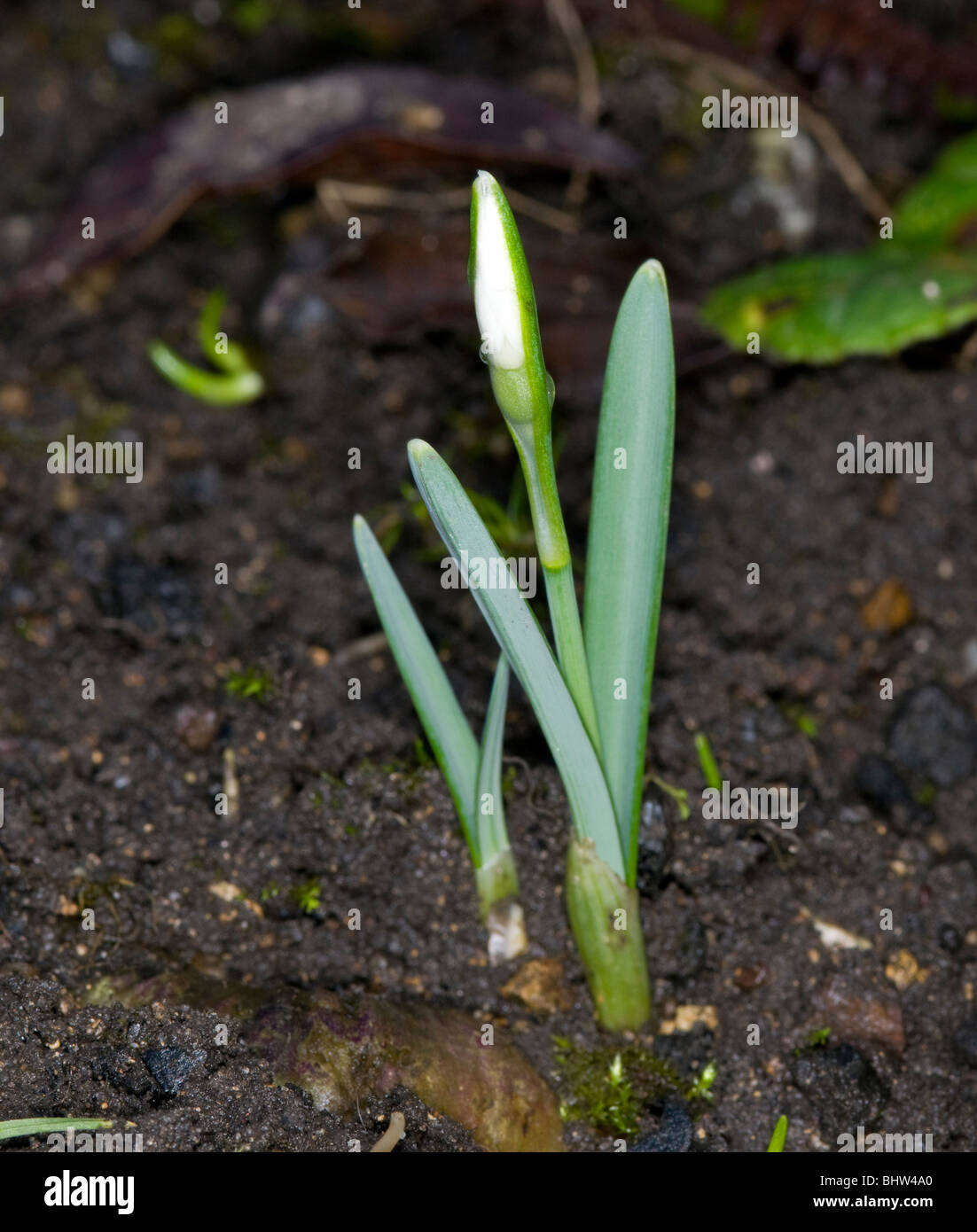 the first signs of spring. Snowdrop shoots appearing Stock Photo - Alamy
