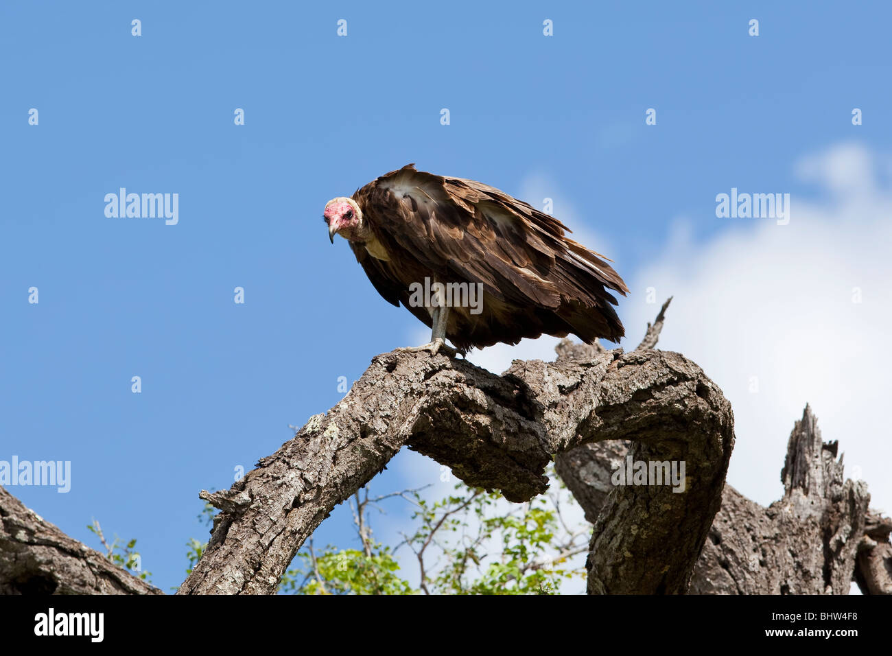 Raptor vulture hi-res stock photography and images - Alamy