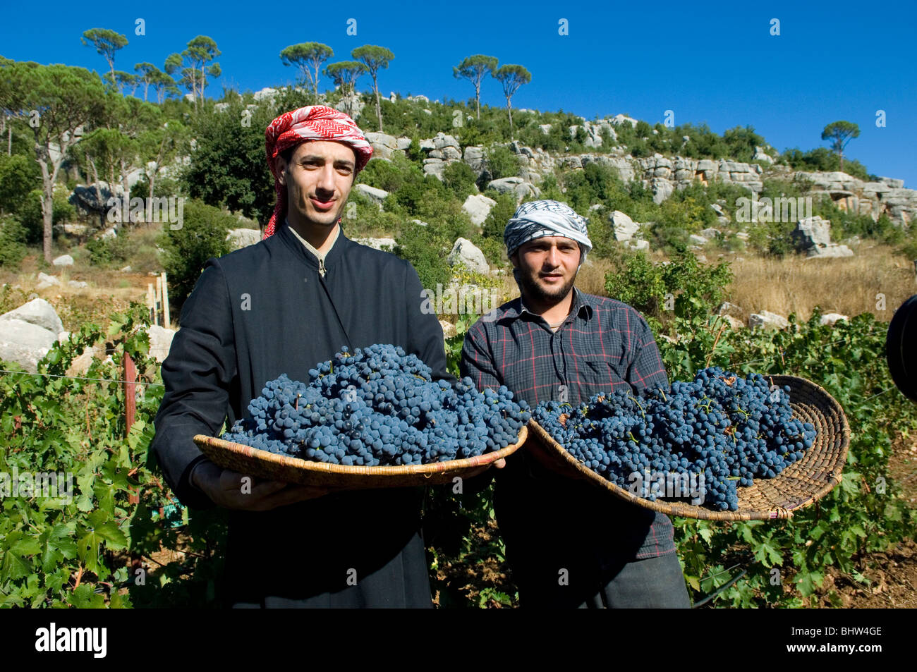 Arab farmers holding a wicker tray of grapes in vineyard Lebanon Middle ...