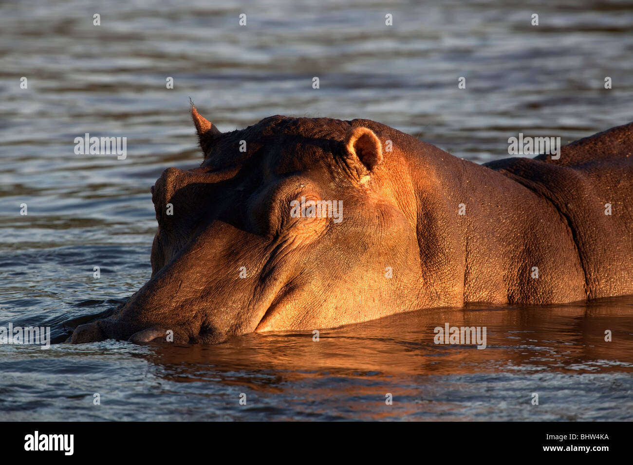 Semi submerged Hippo with golden sunset colours Stock Photo - Alamy