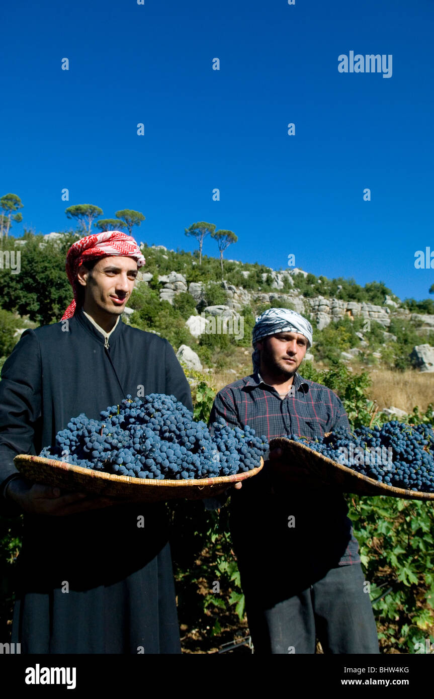 Arab farmers holding a wicker tray of grapes in vineyard Lebanon Middle ...