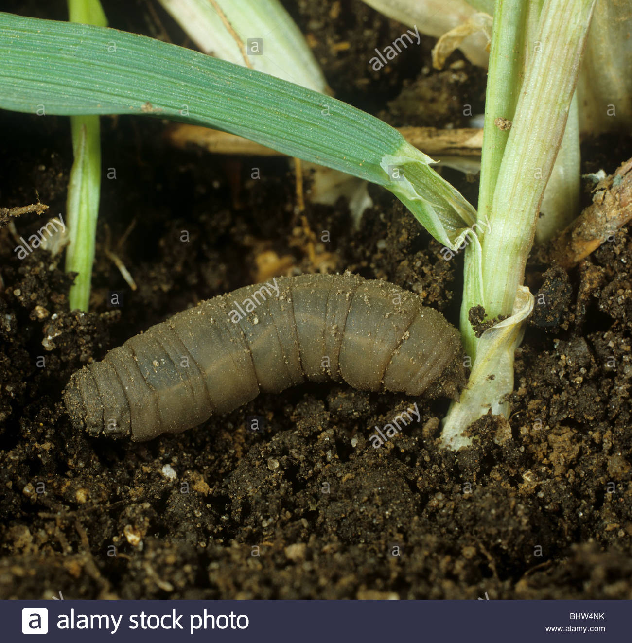 Leatherjacket Insect Stock Photos & Leatherjacket Insect Stock Images ...