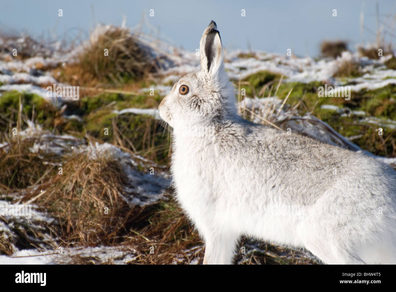 Mountain Hare (Lepus timidus) Peak District, Derbyshire, UK Stock Photo ...