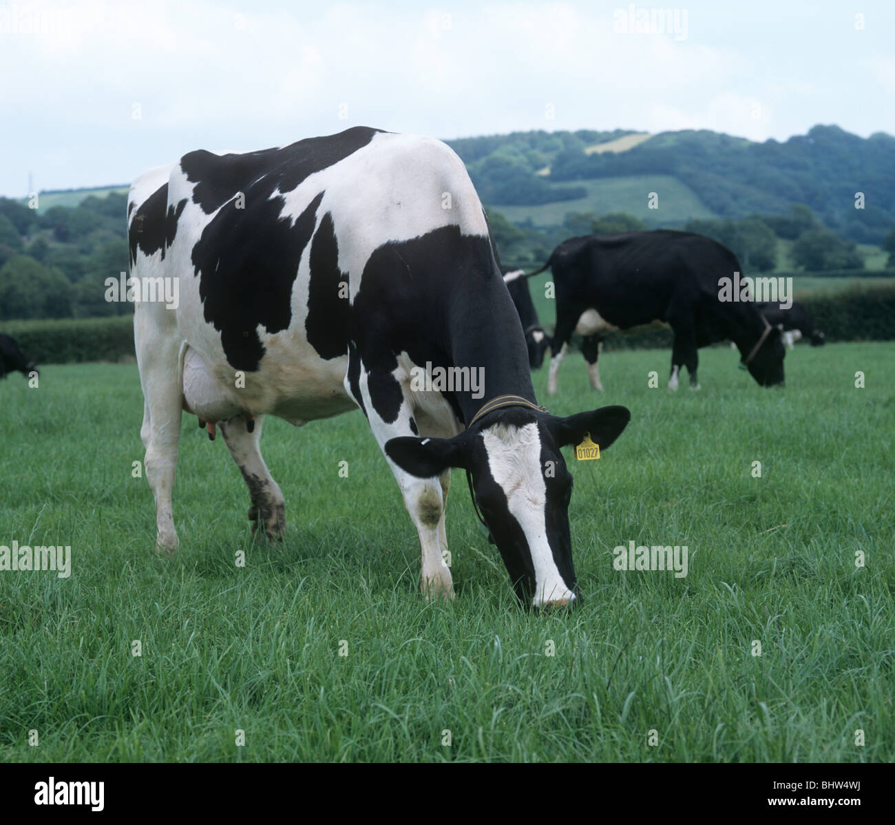 Holstein Friesian Cow Milking High Resolution Stock Photography and ...