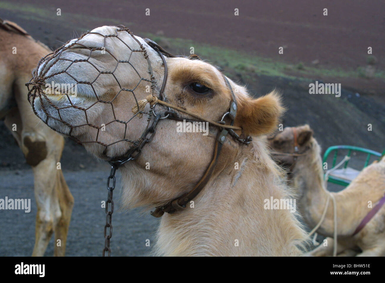 closeup Head and muzzle of camel with museliere. Moroccan Camel African ...