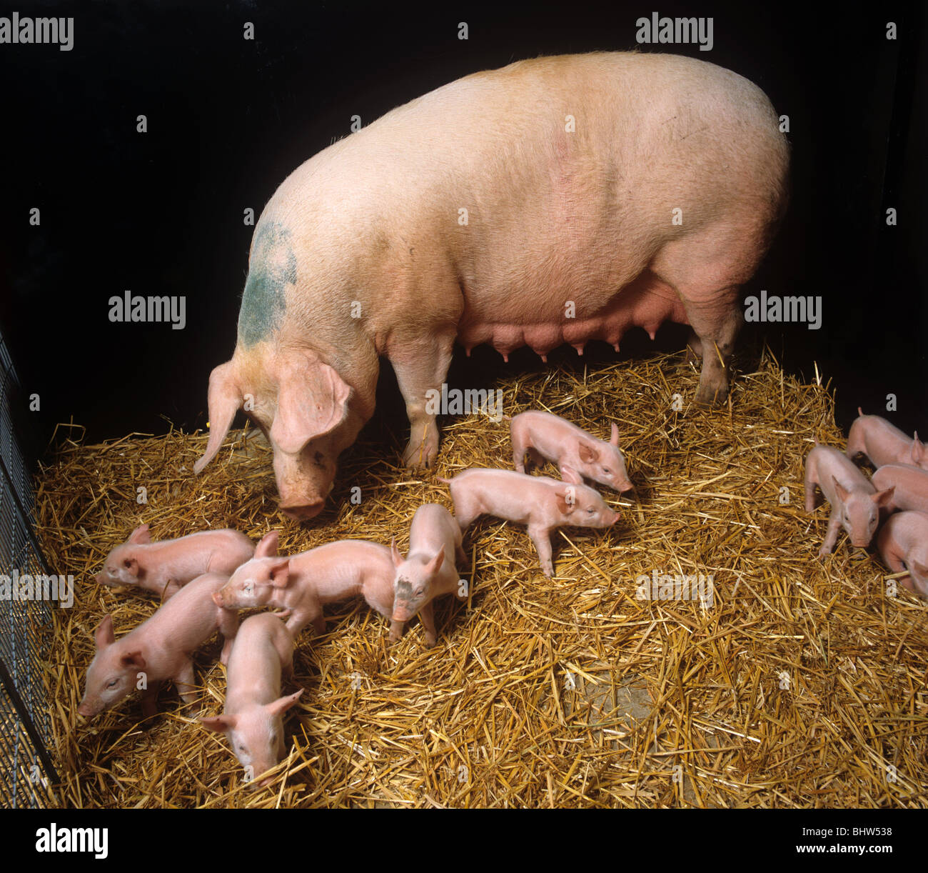 3 to 4 day old large white piglets with their mother Stock Photo - Alamy
