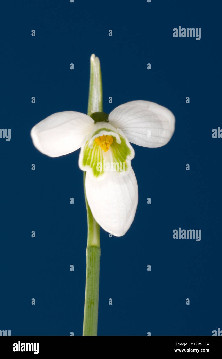 A single snowdrop against a blue Spring sky Stock Photo - Alamy