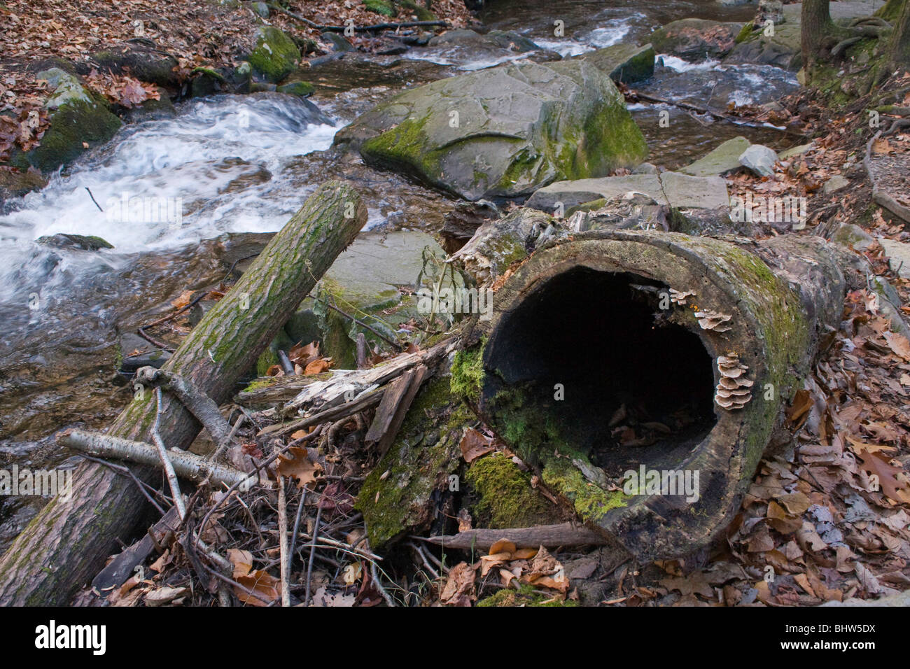 Trout Inside Hollow Log