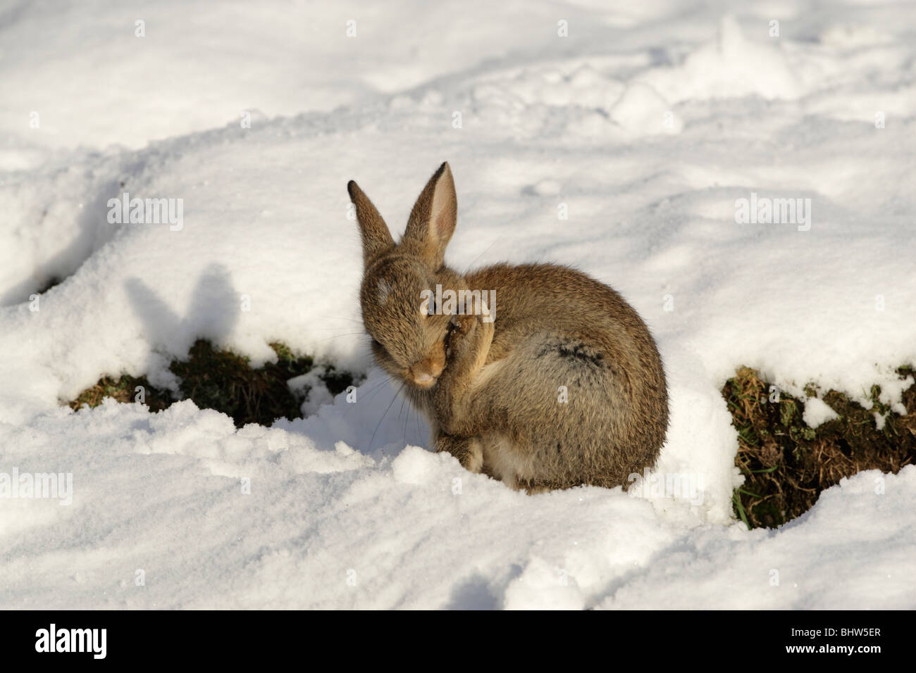 Wild rabbit resting hi-res stock photography and images - Alamy