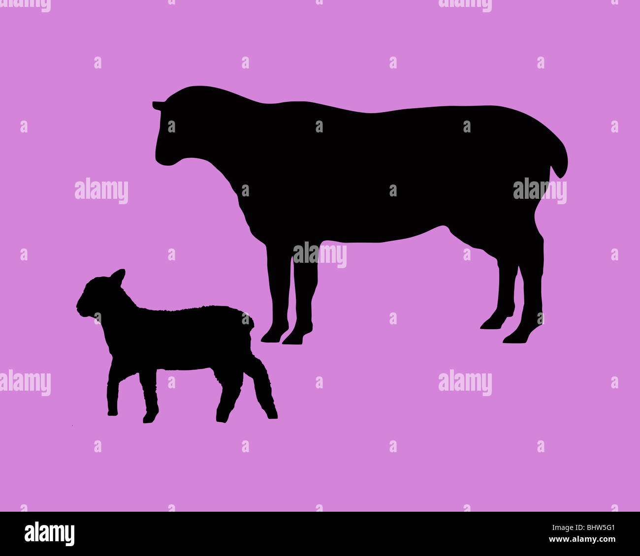 The black silhouettes of a sheep and a lamb on lilac Stock Photo - Alamy