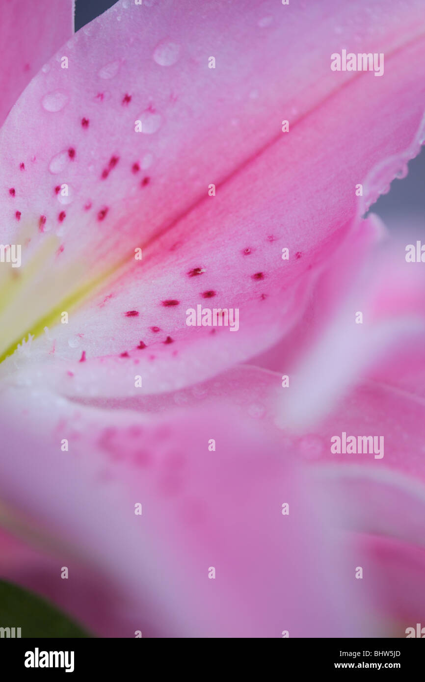 Spotted pink lily hi-res stock photography and images - Alamy
