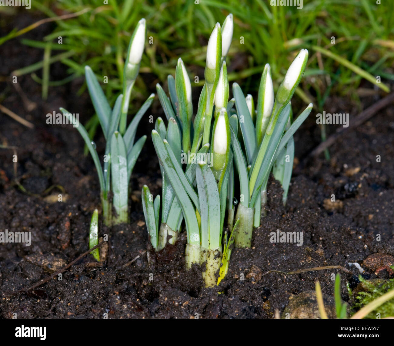 the first signs of spring. Snowdrop shoots appearing Stock Photo - Alamy