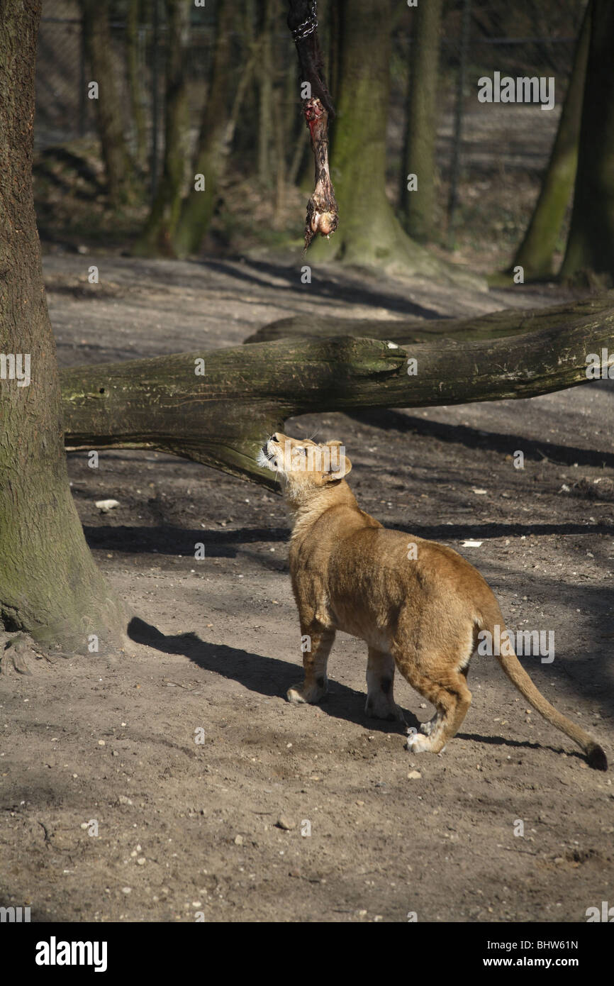 A lion cub playing with food in captivity Stock Photo - Alamy