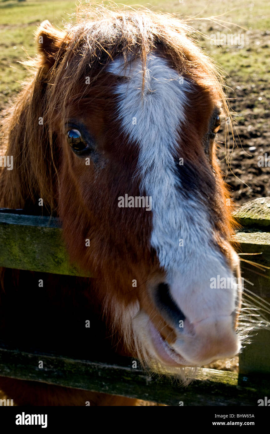 Horse looking over gate hi-res stock photography and images - Alamy