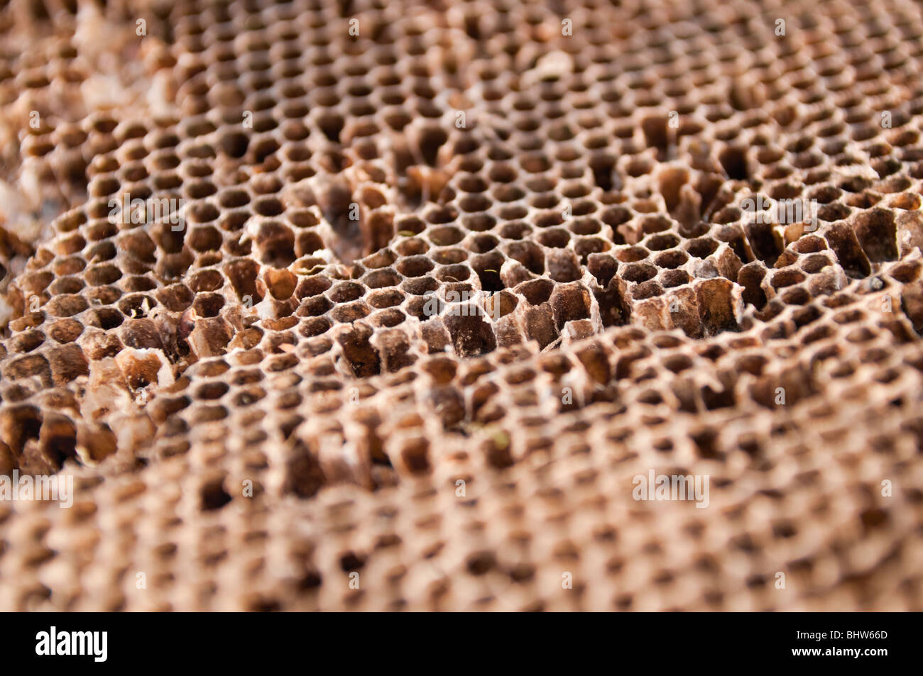 No Bees High Resolution Stock Photography and Images - Alamy