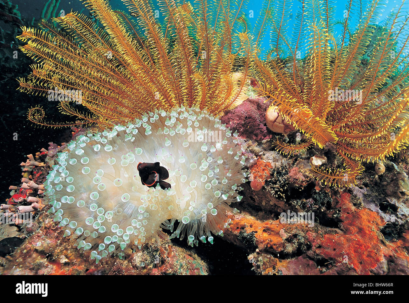 Spinecheek anemonefish , Premnas bieculatus , in a bleaching anemone ...