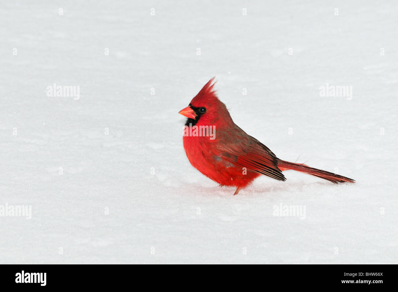 Northern Cardinal male, Cardinalis cardinalis, standing in the snow ...