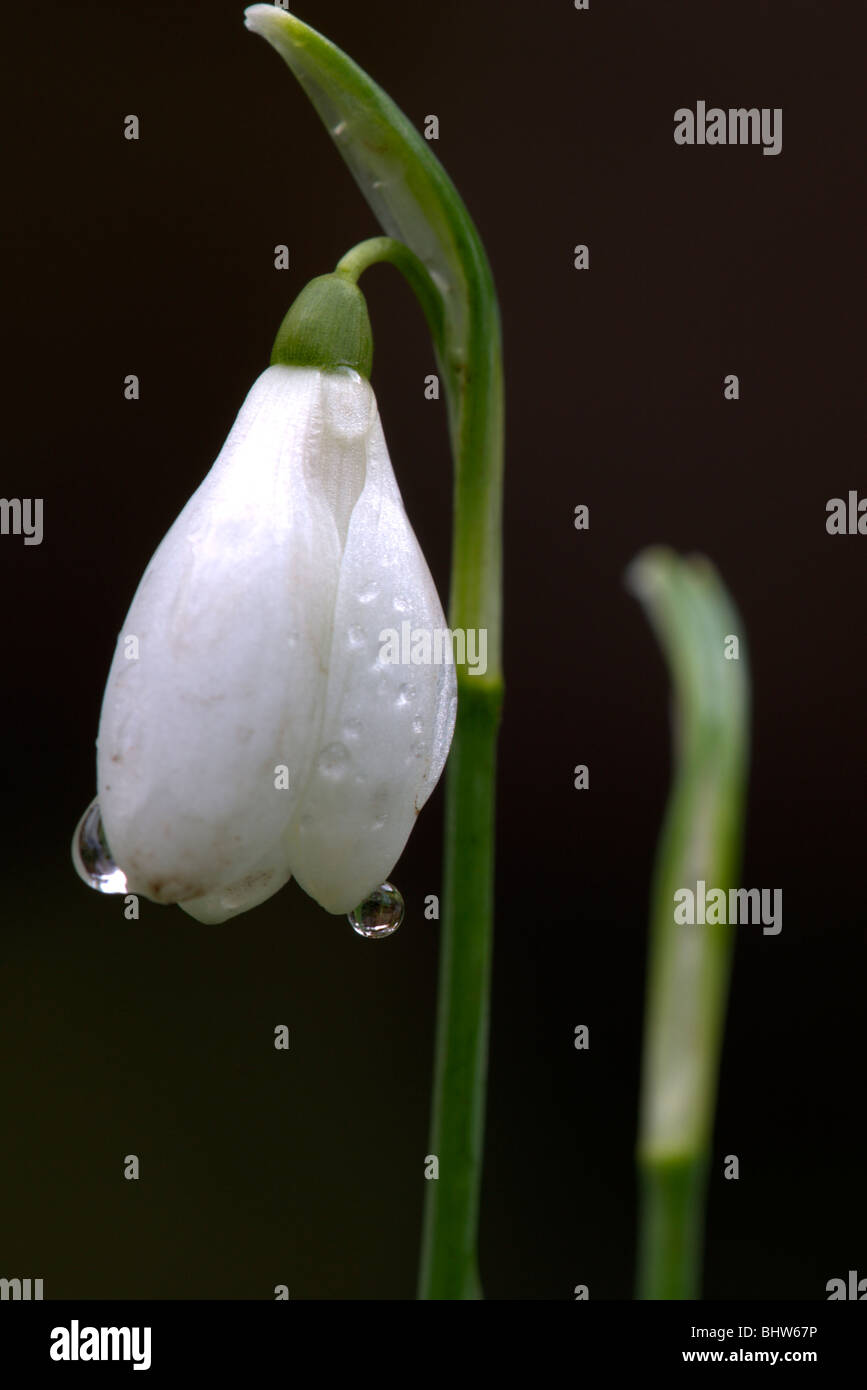 English snowdrop hi-res stock photography and images - Alamy