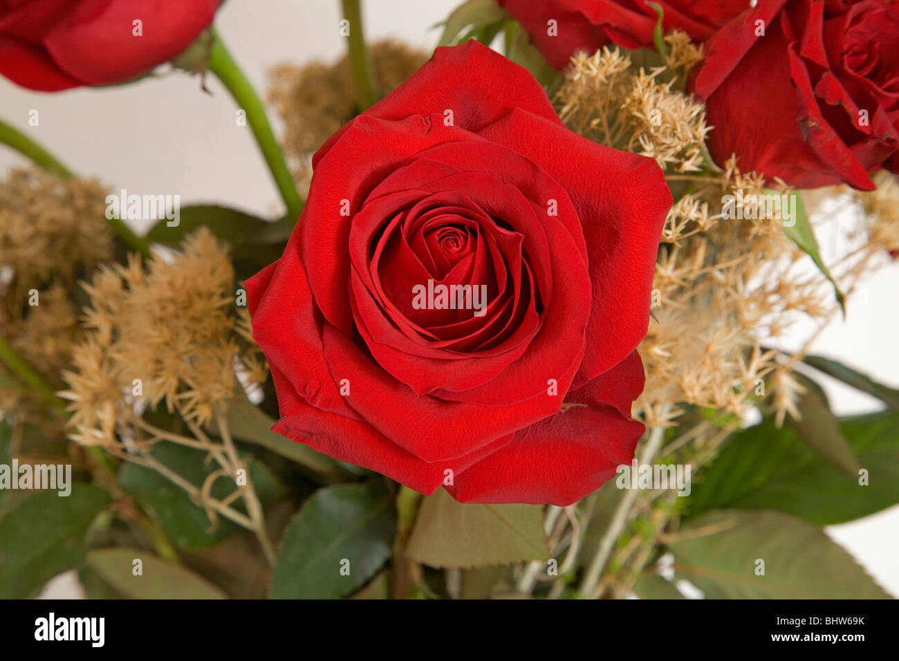 A perfect red rose in a bouquet of rosespattern, close-up Stock Photo ...