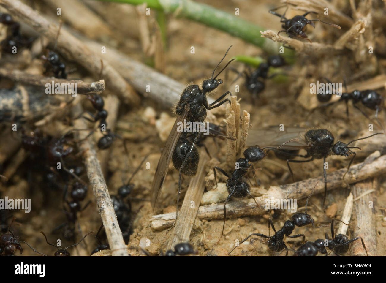 Messor barbarus worker hi-res stock photography and images - Alamy